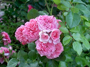 rosier-les-quatre-saisons-