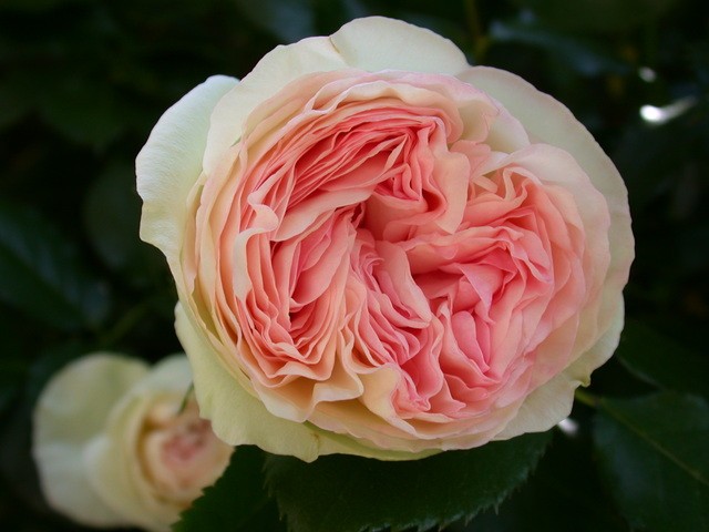 rosier-pierre-de-ronsard