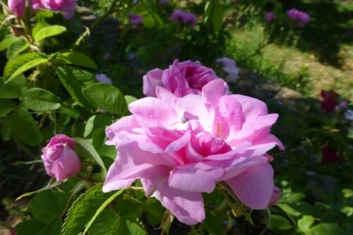 rosier-les-quatre-saisons-