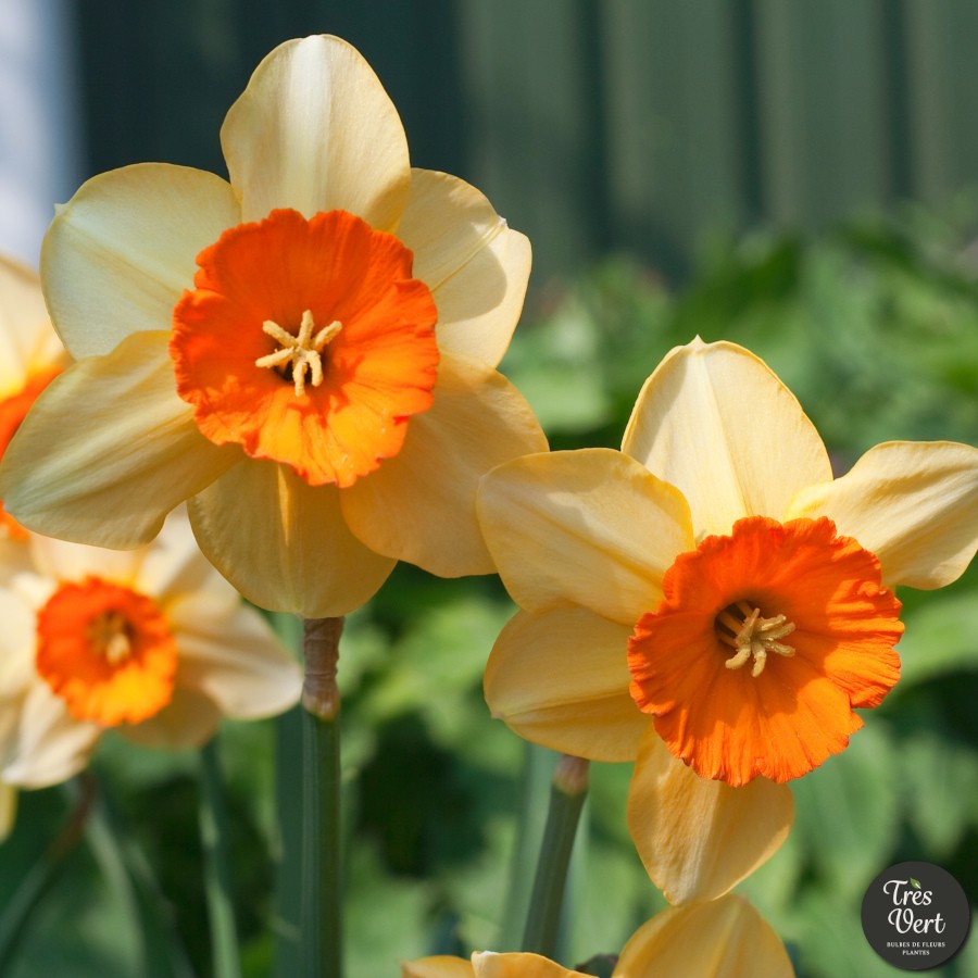BULBE x 6 Narcissus Kedron, Narcisse jonquille - Le Jardin de l'Abbaye ...